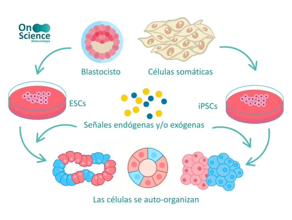 Organoides: pequeños modelos, grandes aplicaciones - On Science